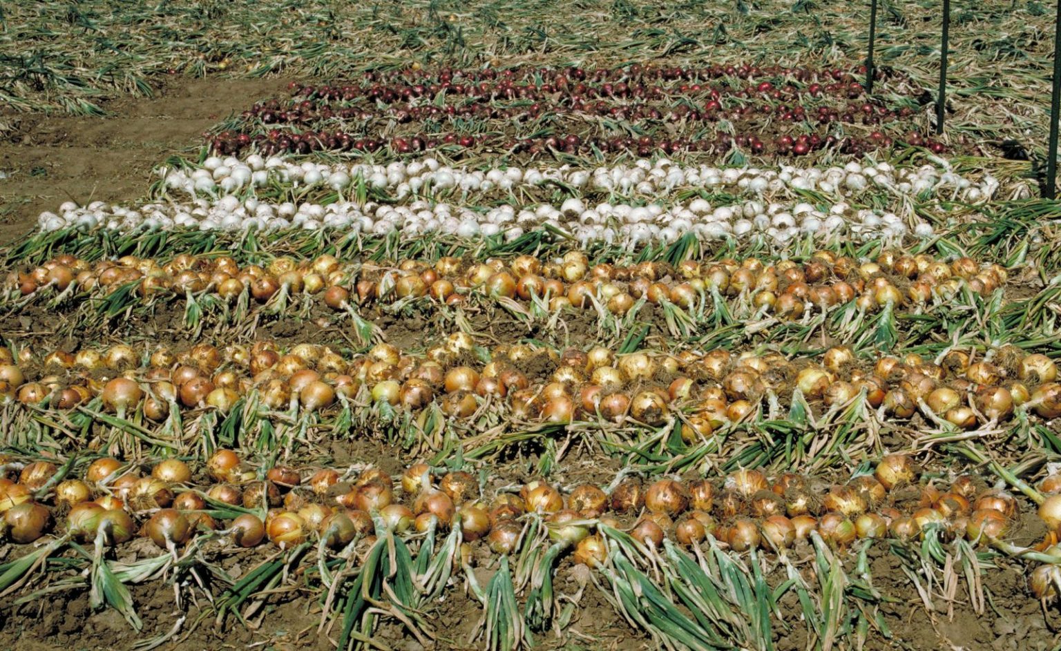 Progress against Onion Pests - Western IPM Center