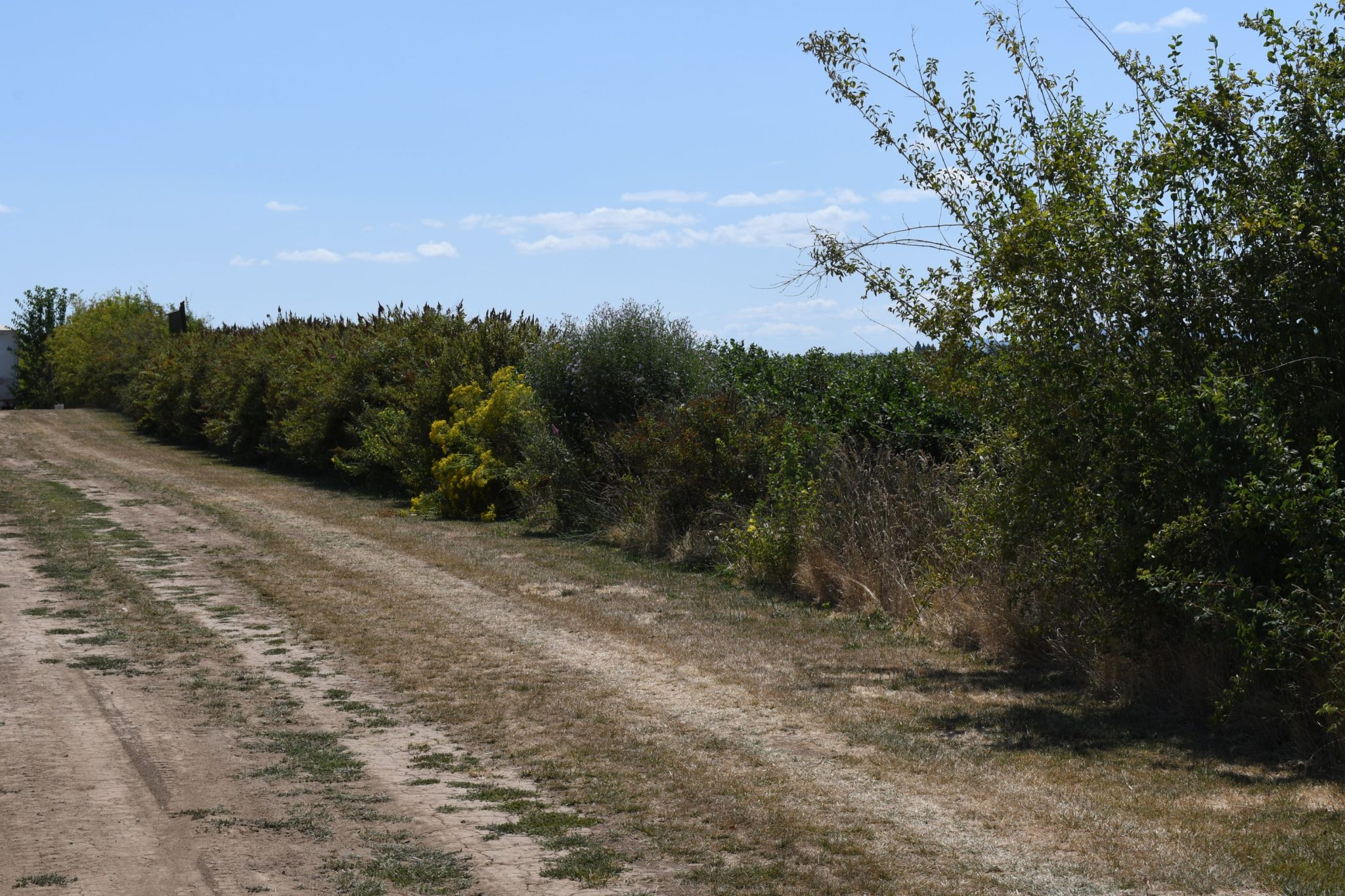 A Humble Hedgerow Serves Pollinators and Beneficial Insects - Western ...