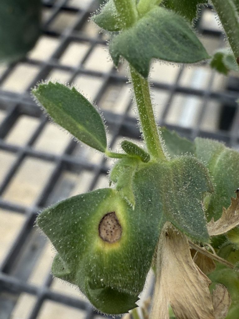 Research Aims to Improve Control of Ascochyta Blight in Chickpea ...